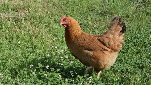 Poule Rousse : quelles caractéristiques ? Quels soins lui apporter